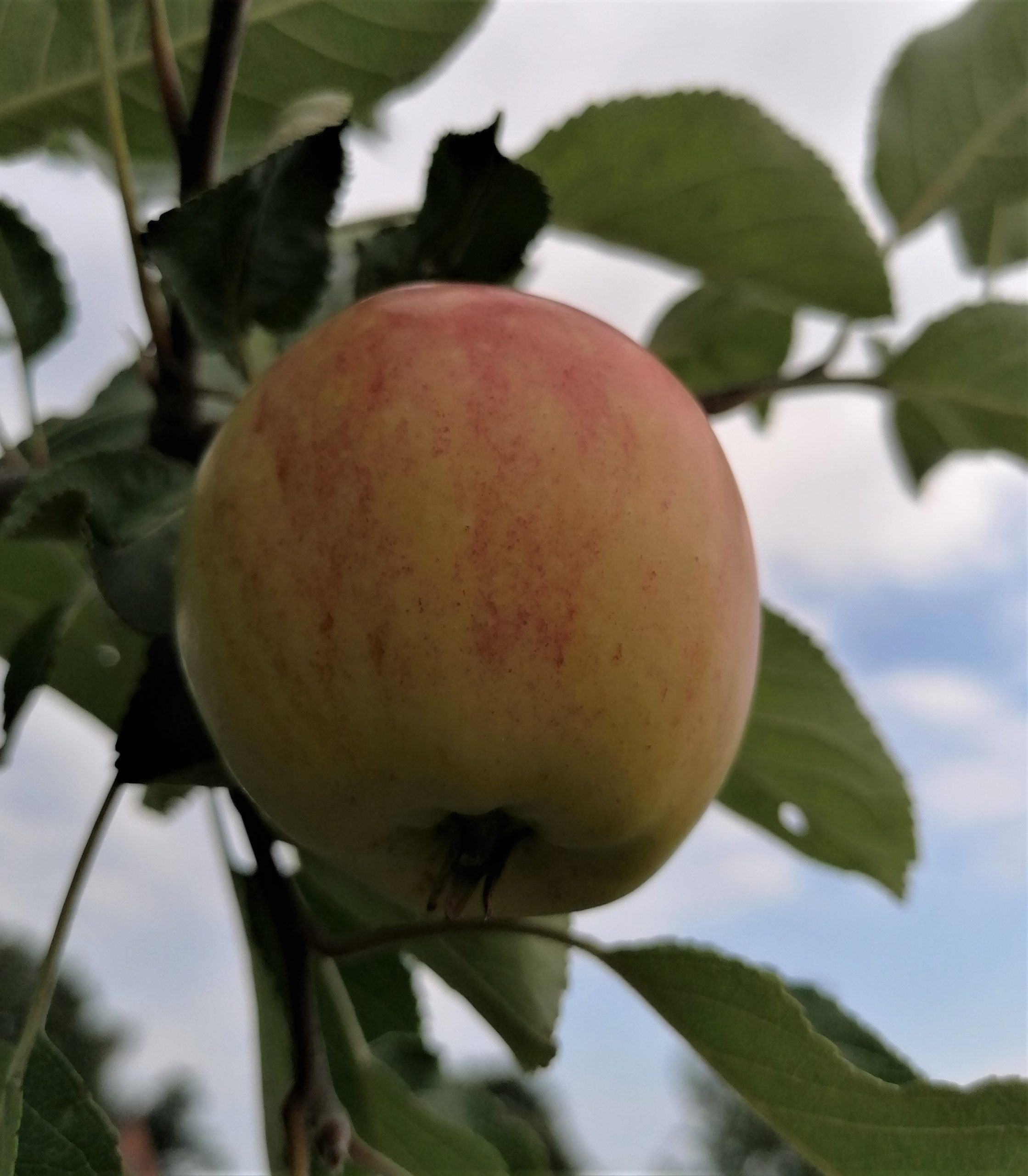 Tafeläpfel – Unsere kleine Streuobstwiese