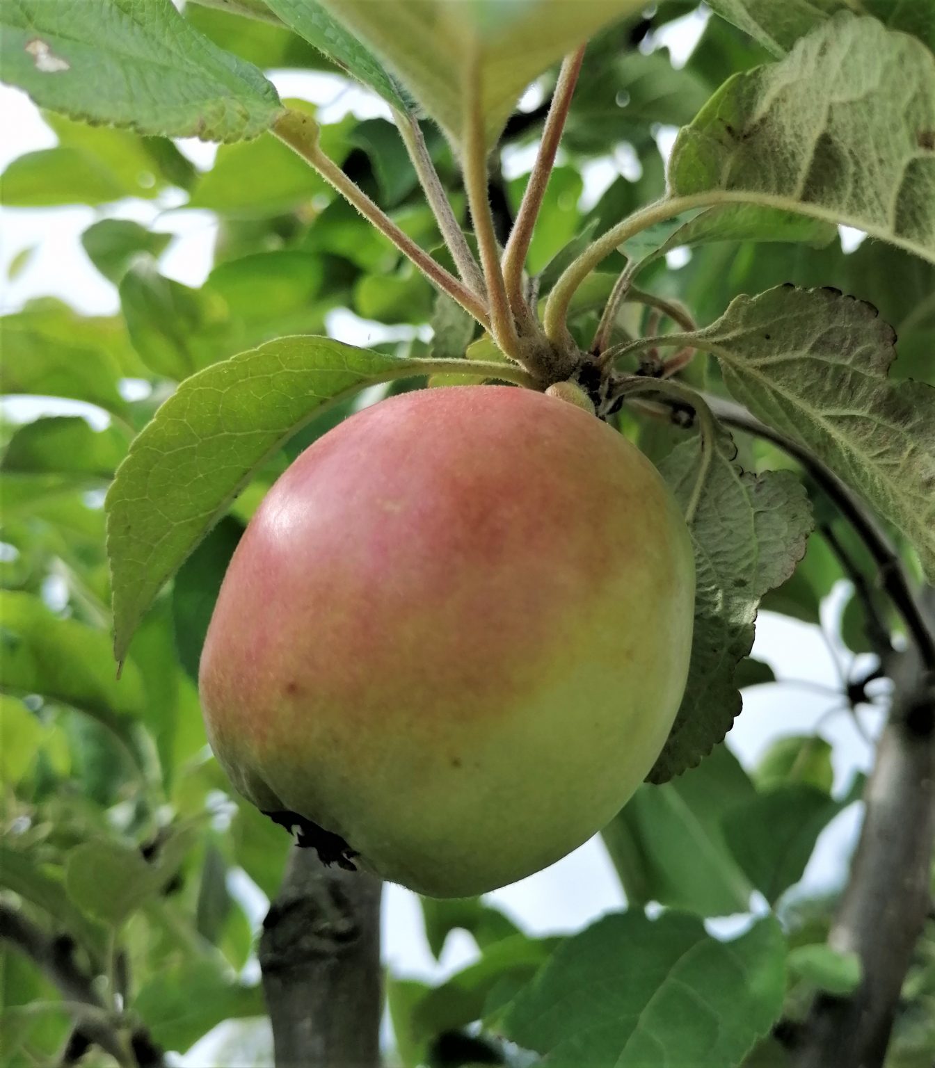 Tafeläpfel – Unsere kleine Streuobstwiese